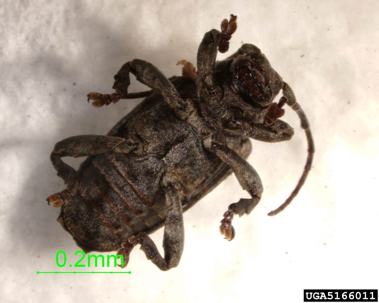 long-horned beetles (family Cerambycidae) (Family Cerambycidae)