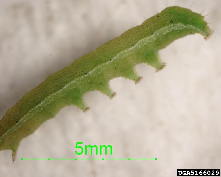 leaf worm (Genus Copitarsia Hampson 1906)