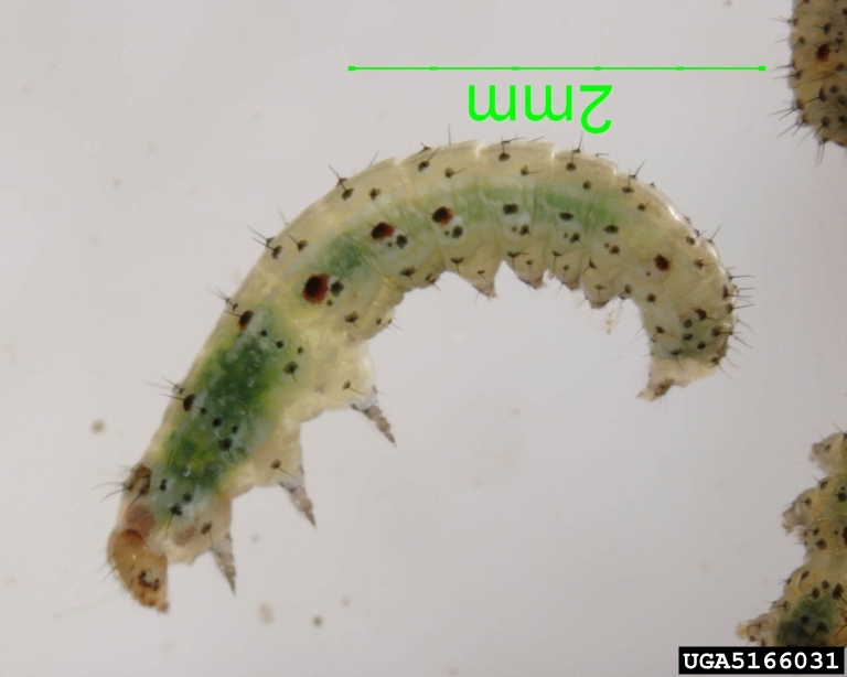 leaf worm, Copitarsia spp. (Lepidoptera: Noctuidae) - 5166031