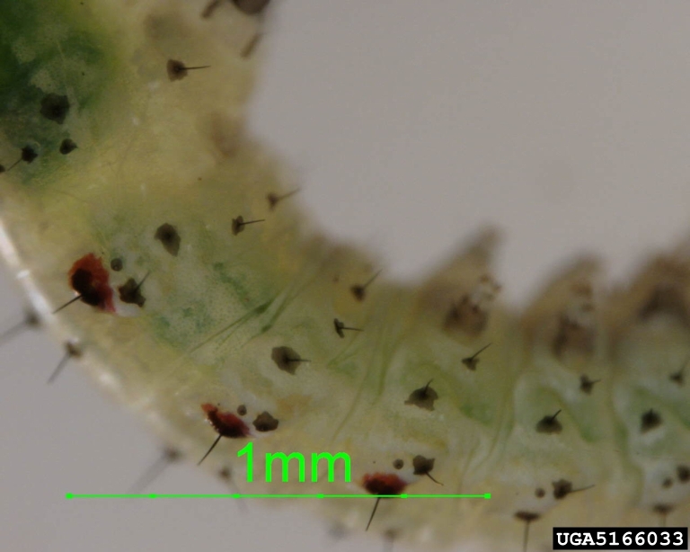 leaf worm (Genus Copitarsia)