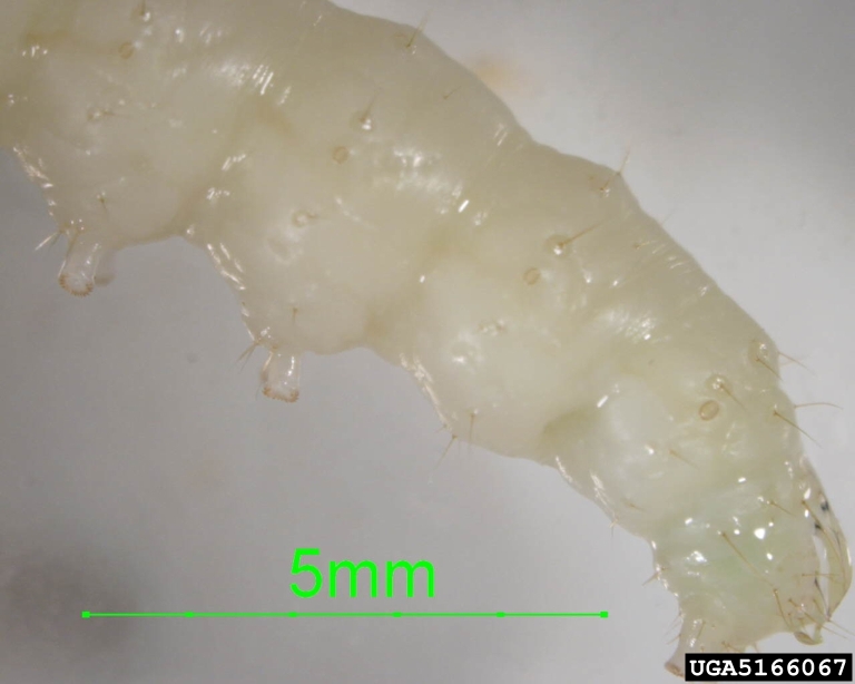 pickleworm (Diaphania nitidalis)