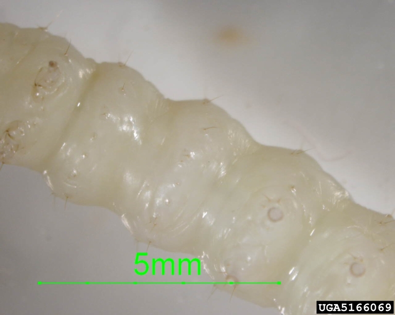 pickleworm (Diaphania nitidalis)