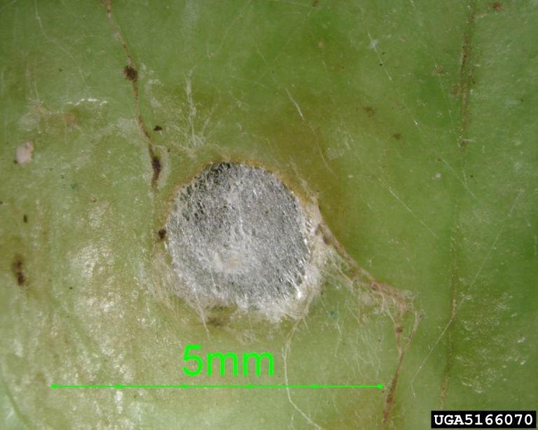 pickleworm (Diaphania nitidalis (Stoll))