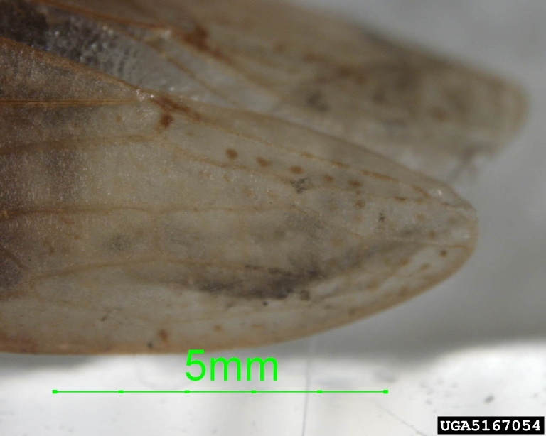 leafhoppers (Genus Hamana)
