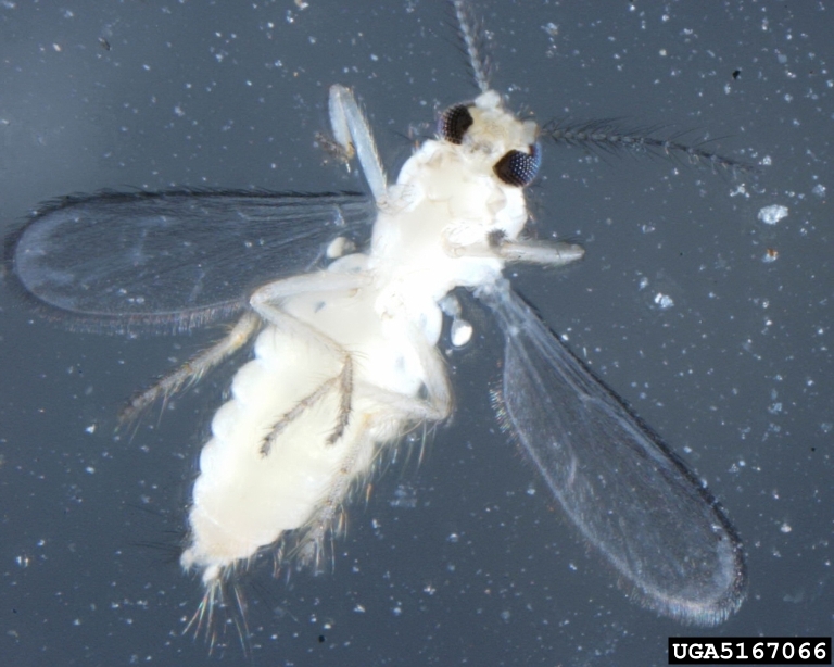 biting midges (Genus Forcipomyia)