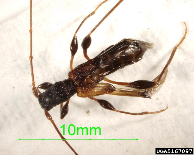 longhorn beetle (Molorchus minor (Linnaeus, 1758))