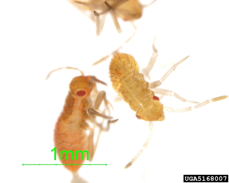 plant bugs (Family Miridae)