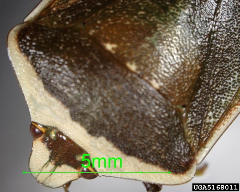 southern green stink bug (Nezara viridula (Linnaeus, 1758))