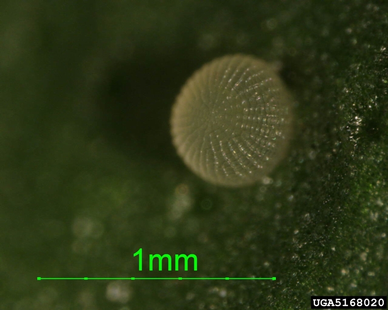 cutworms, loopers, owlet moths, and underwings (Family Noctuidae)