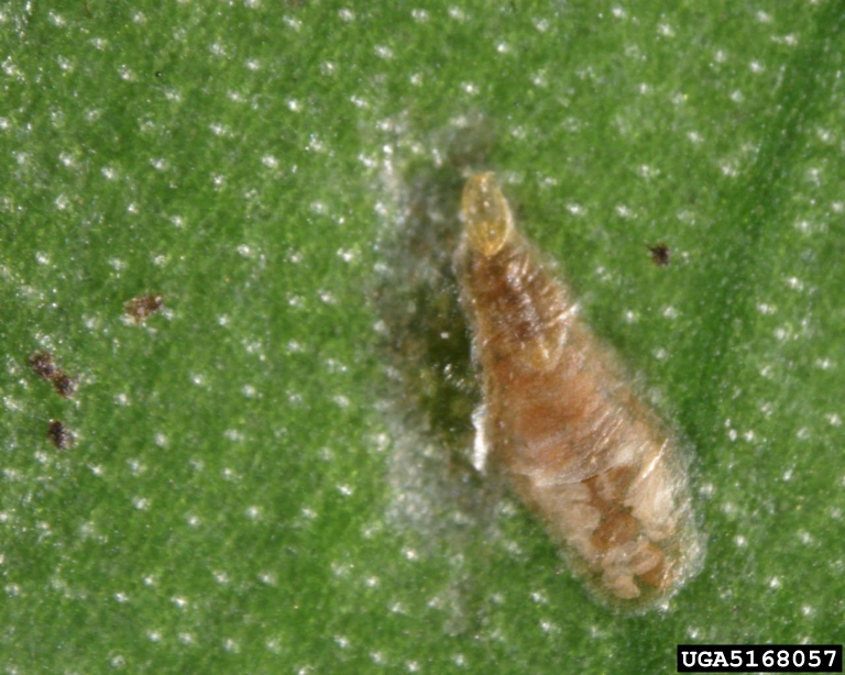 coconut scale (Pinnaspis buxi (Bouche, 1851))
