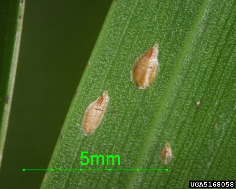 coconut scale (Pinnaspis buxi (Bouche, 1851))