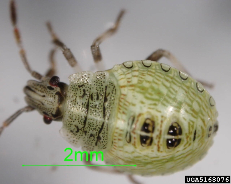 stink bugs (Family Pentatomidae) (Family Pentatomidae)