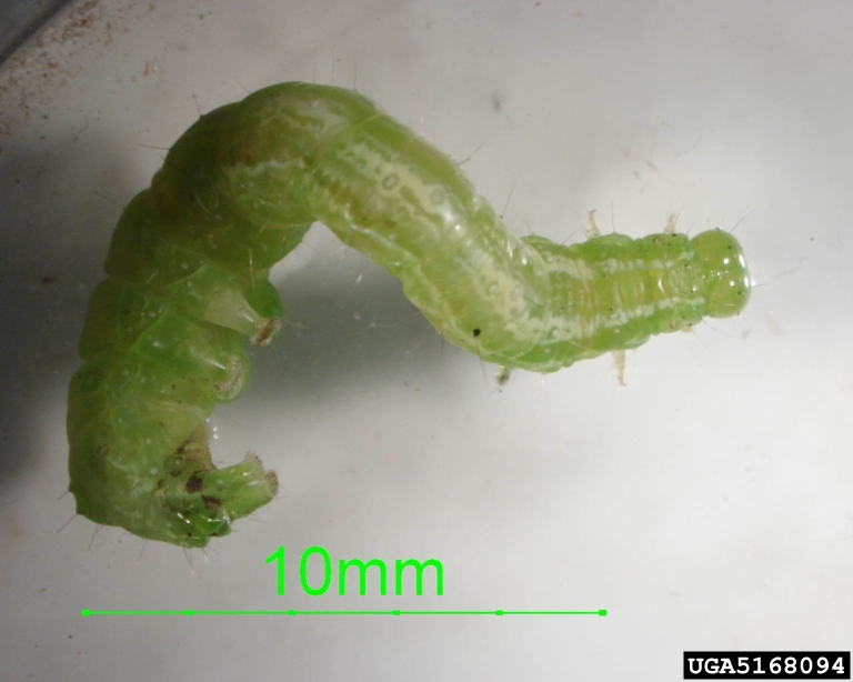 cutworms, loopers, owlet moths, and underwings (Family Noctuidae)