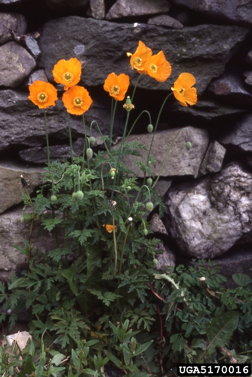 Welsh-poppy (Meconopsis cambrica (L.) Vig.)