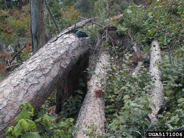 root lifting, soil heaving, and windthrow