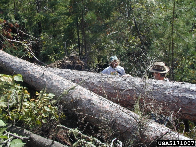 root lifting, soil heaving, and windthrow