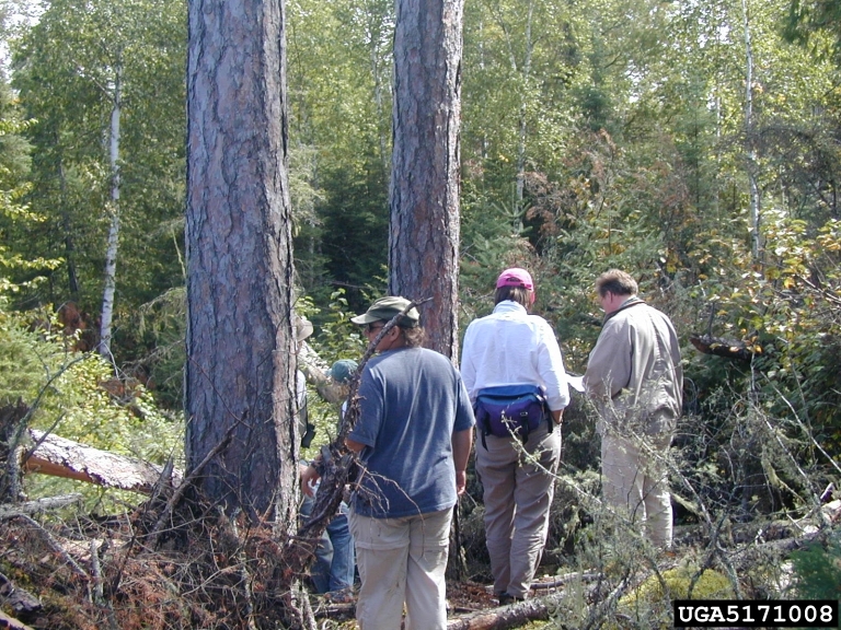 root lifting, soil heaving, and windthrow