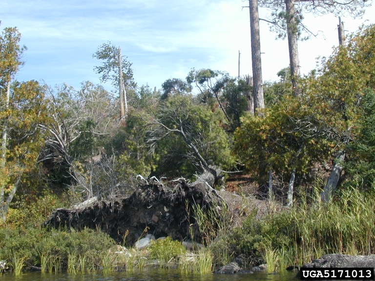 root lifting, soil heaving, and windthrow