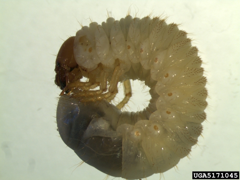 northern masked chafer (Cyclocephala borealis)