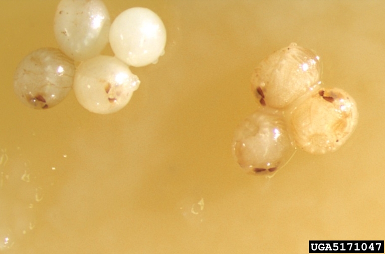 oriental beetle (Exomala orientalis (Waterhouse, 1875))