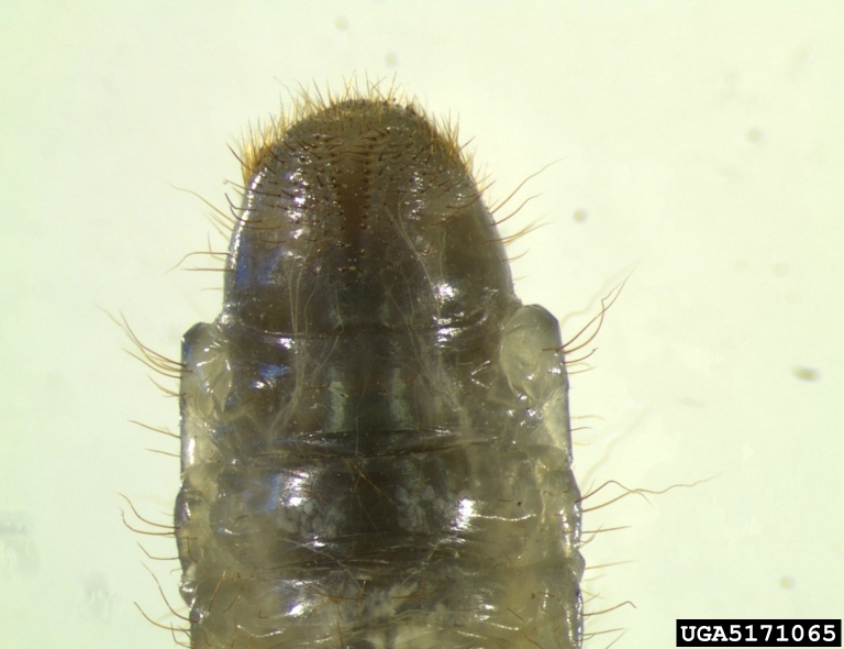 European chafer (Amphimallon majale)