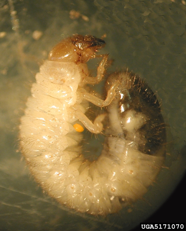 Tiphiid wasp (Tiphia vernalis)