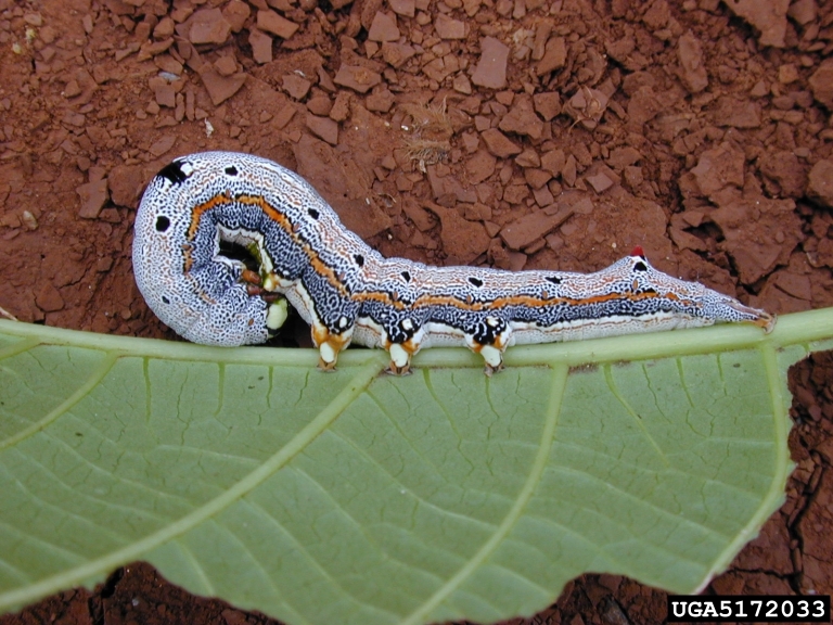 croton caterpillar (Achaea janata)
