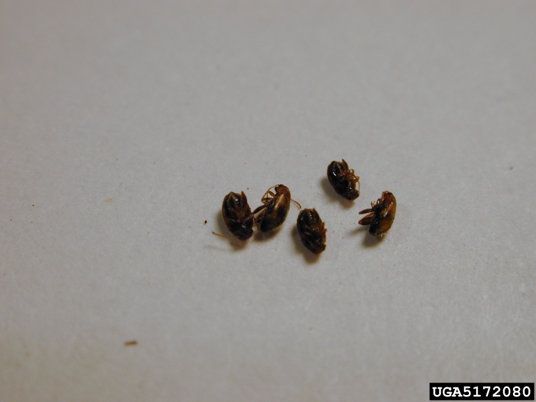 flea beetles (Genus Epitrix Foudras, 1860)