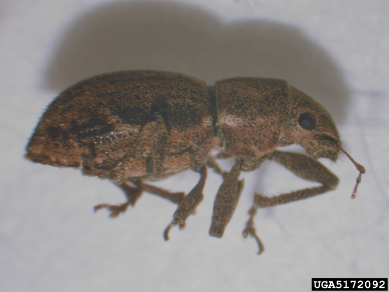 Fuller rose beetle (Pantomorus cervinus)