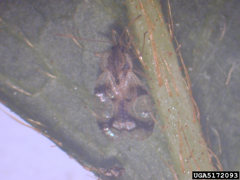 azalea lace bug (Stephanitis pyrioides)
