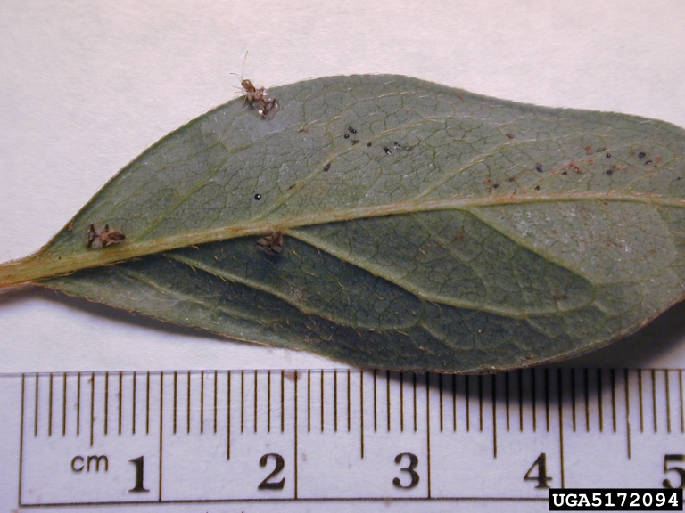 azalea lace bug (Stephanitis pyrioides)