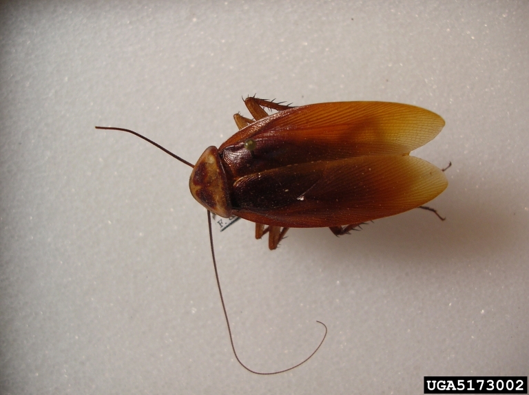 American cockroach (Periplaneta americana)
