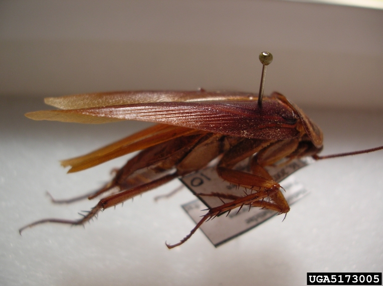 American cockroach (Periplaneta americana (Linnaeus))