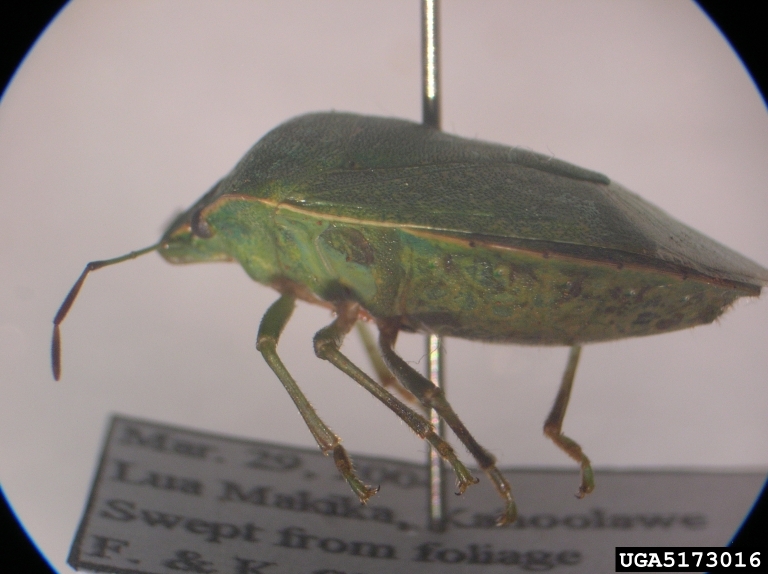 southern green stink bug (Nezara viridula (Linnaeus))