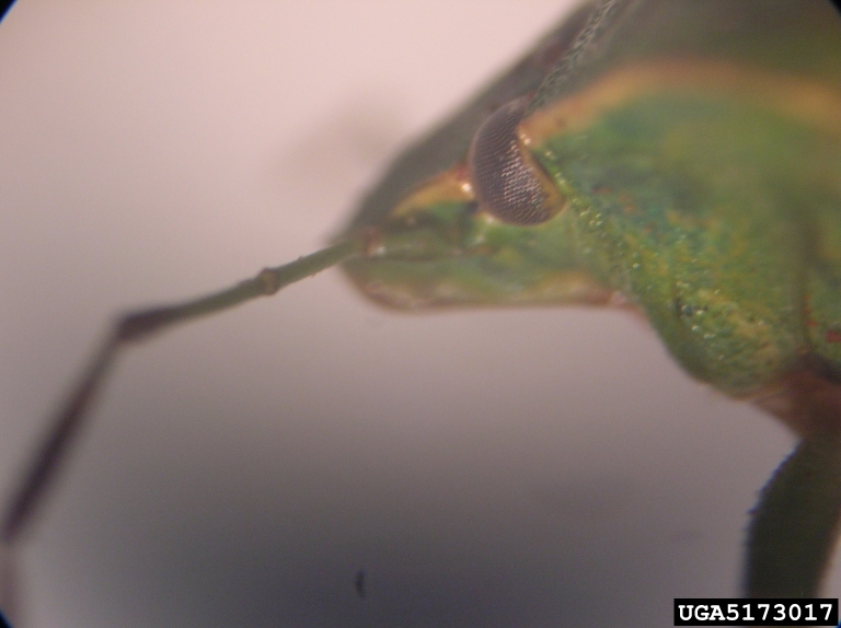 southern green stink bug (Nezara viridula)
