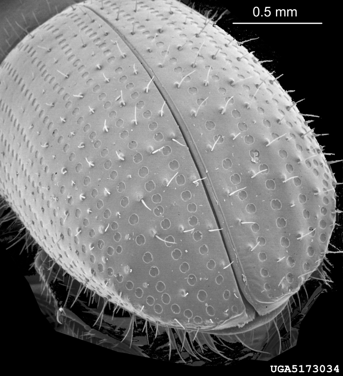 ambrosia beetle (Euwallacea validus)