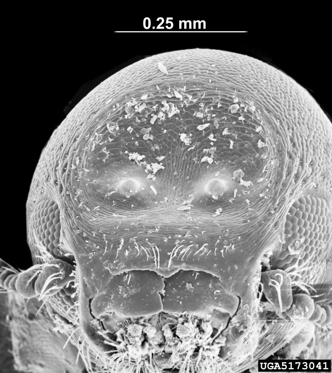 bark beetle (Hylocurus binodatus Wood, 1974)