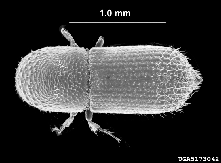 bark beetle (Hylocurus carinifrons)