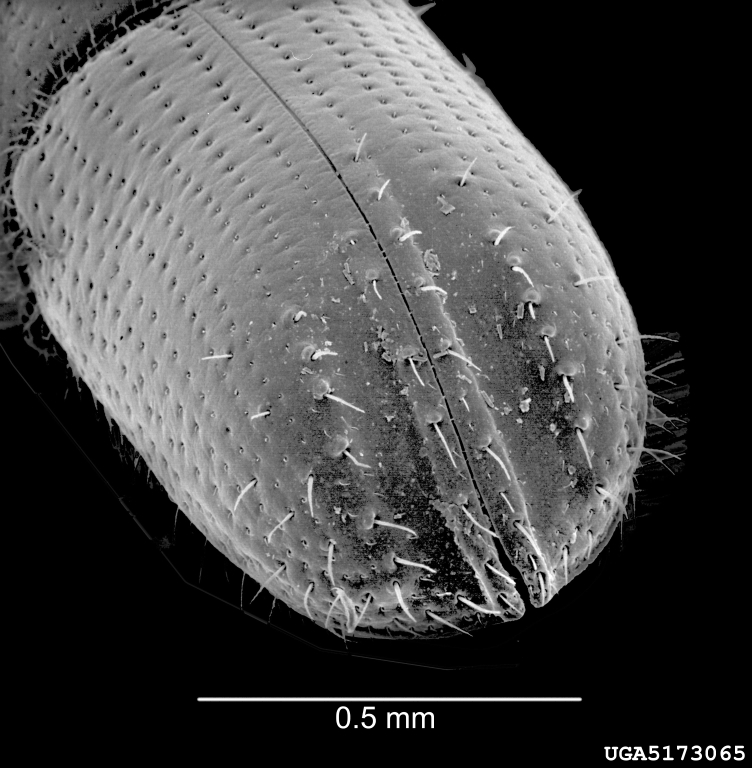 bark beetle (Pityophthorus consimilis LeConte, 1878)