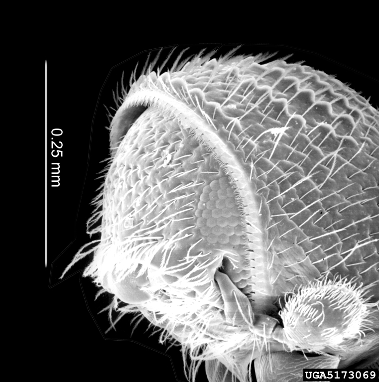 bark beetle (Pityophthorus lautus)