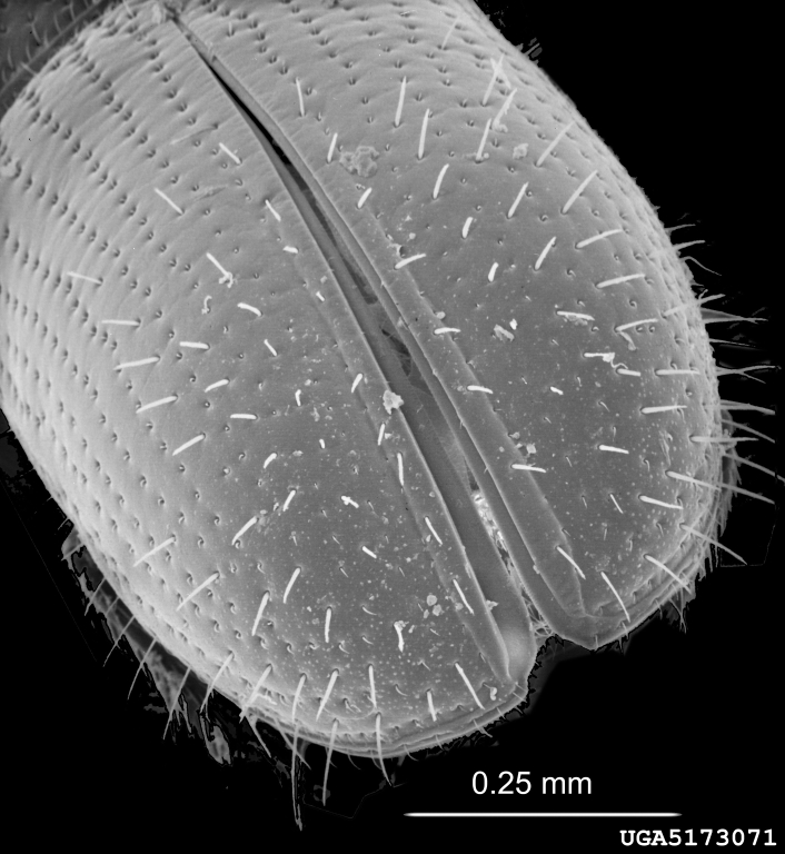 bark beetle (Pityophthorus pecki)