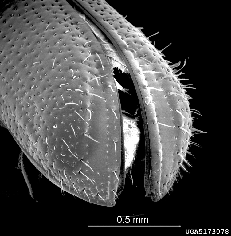 bark beetle (Pityophthorus pullus (Zimmermann, 1868))