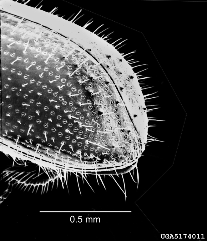 ambrosia beetle (Xyleborus xylographus (Say, 1826))
