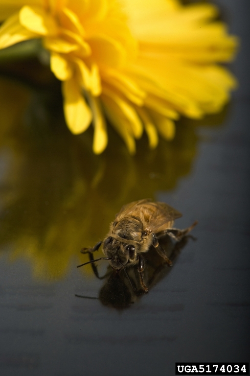 honey bee (Apis mellifera Linnaeus)