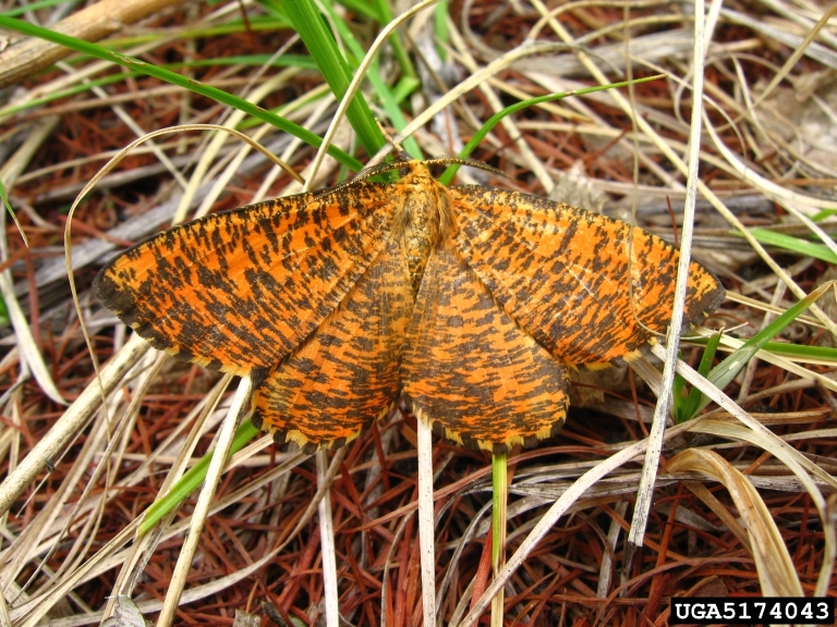 orange moth (Angerona prunaria (Linnaeus))