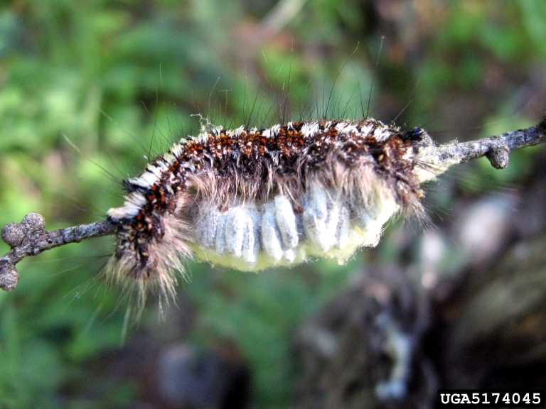 Braconid wasp (Apanteles ordinarius Ratzeburg)