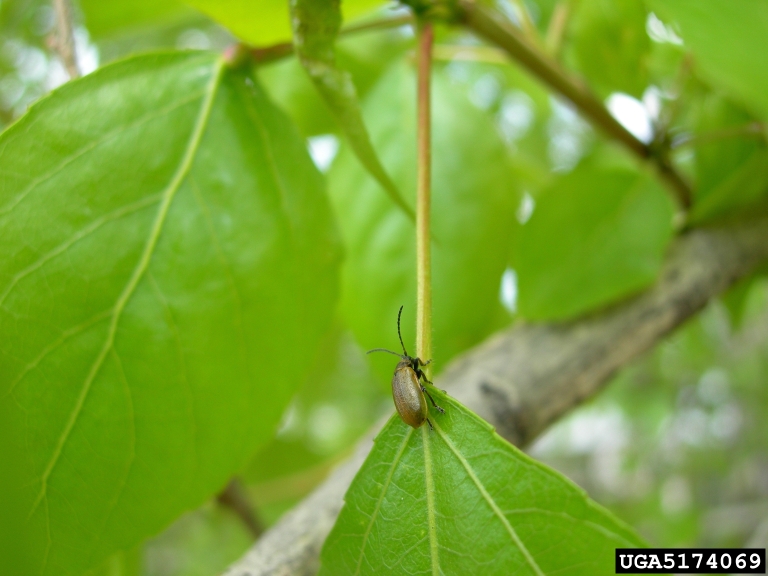 willow leaf beetle (Lochmaea capreae)