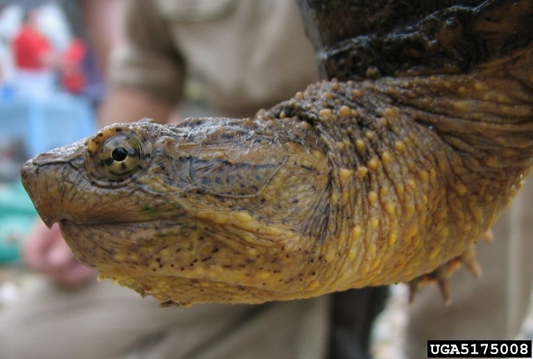 common snapping turtle (Chelydra serpentina (Linnaeus, 1758))