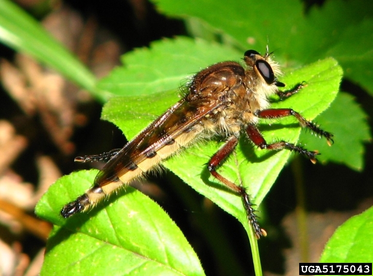 giant robber flies (Genus Promachus Loew 1848)
