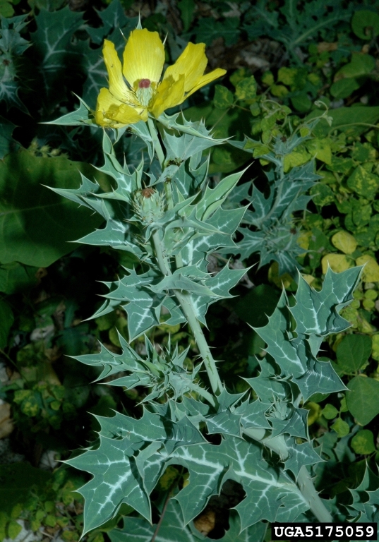 Mexican pricklypoppy (Argemone mexicana L)